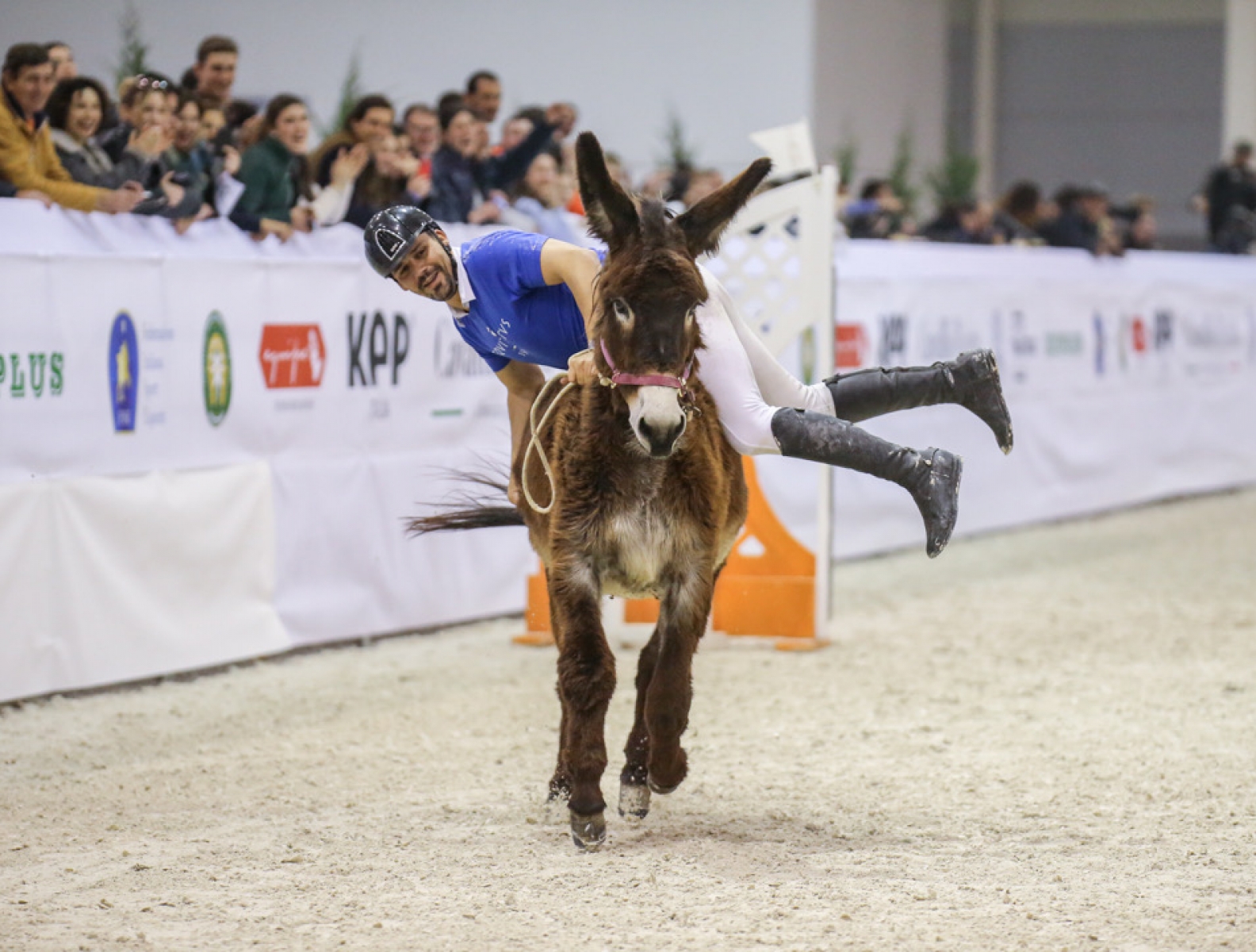 Donkey Race: sfida in groppa agli asini - Cavalli a Roma 2020