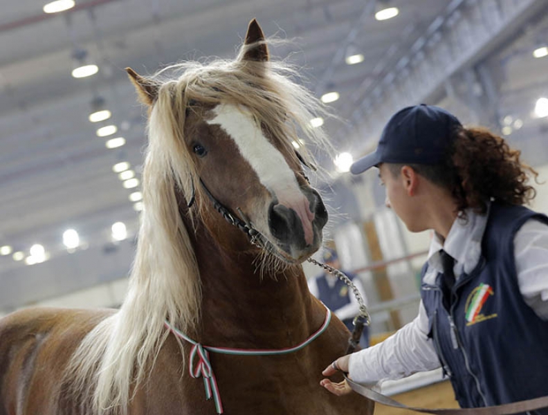 Cavallo Agricolo Italiano da TPR - Cavalli a Roma 2020