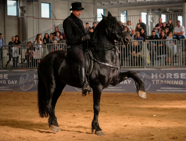 Cavallo Frisone - Cavalli a Roma 2020