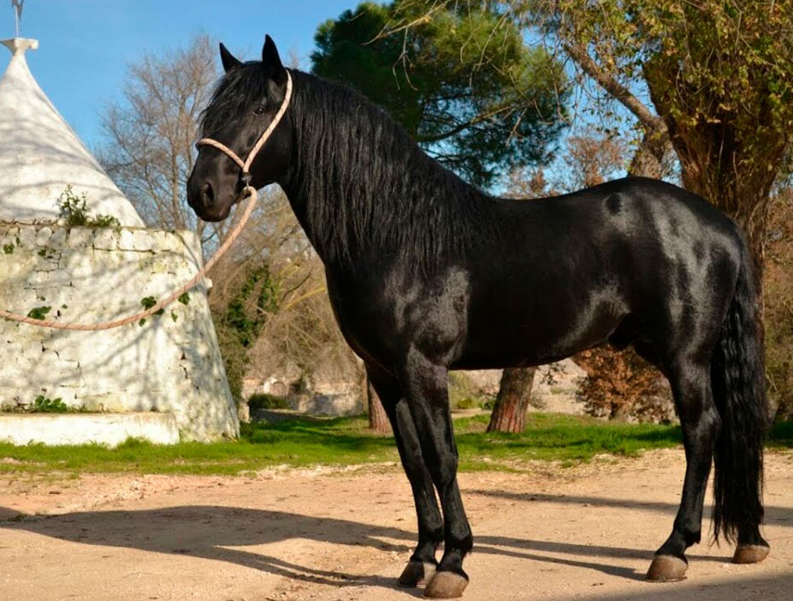 Cavallo Murgese - Cavalli a Roma 2020